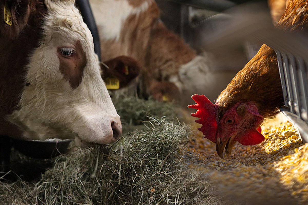 Agronomía UdeC dictará charla sobre alimentos para animales - Noticias UdeC