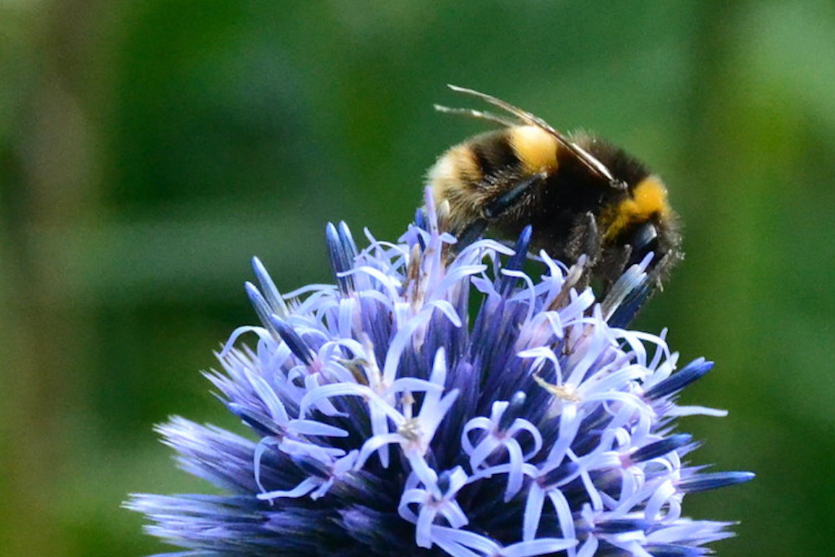 Especies exóticas, la otra amenaza a la biodiversidad - Noticias UdeC