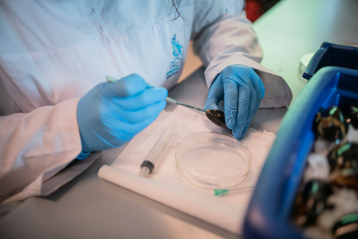 Investigadores del Centro INCAR secuenciaron genoma del chorito chileno ...