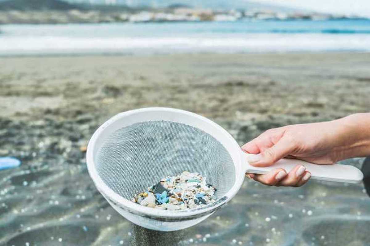 Estudio UdeC demuestra el efecto que provocan los microplásticos en el ...