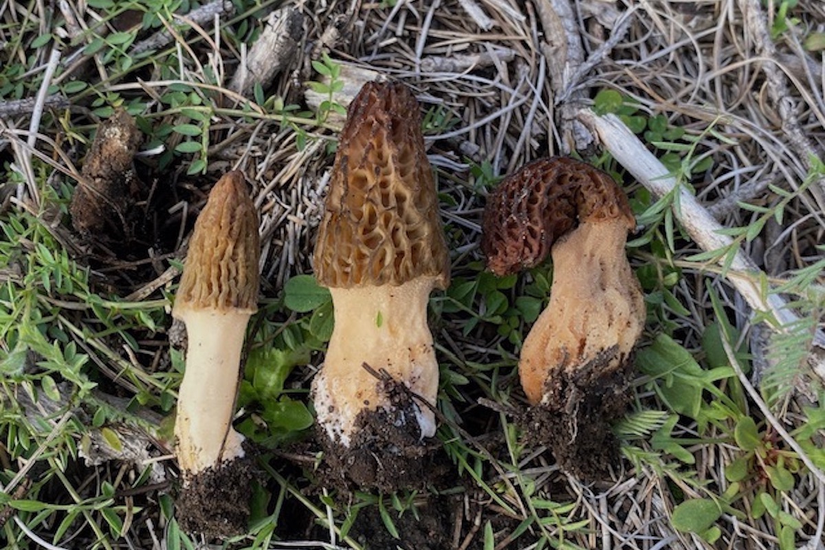 Hongos Morillas Falsos Cortados Imágenes De Morel Mushrooms Growing