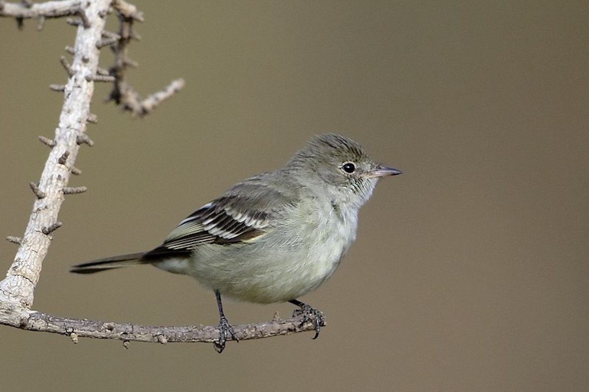Un ave para Concepción: experto UdeC se inclina por el aguilucho de ...