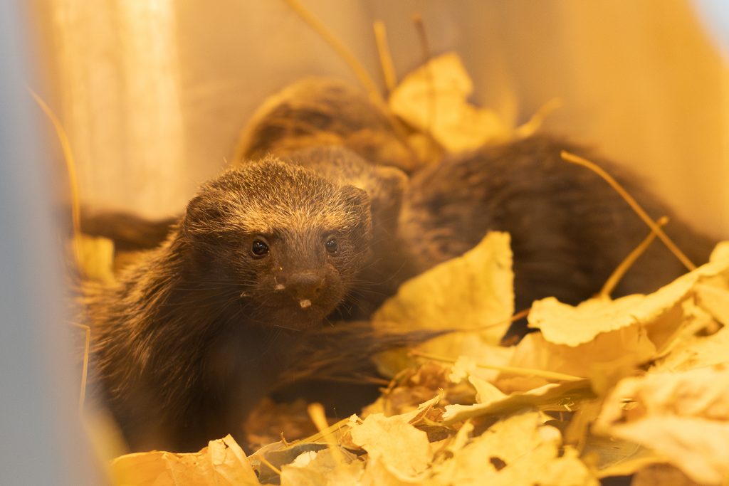Crías de quique encontradas en Chillán se recuperan en el Centro de ...