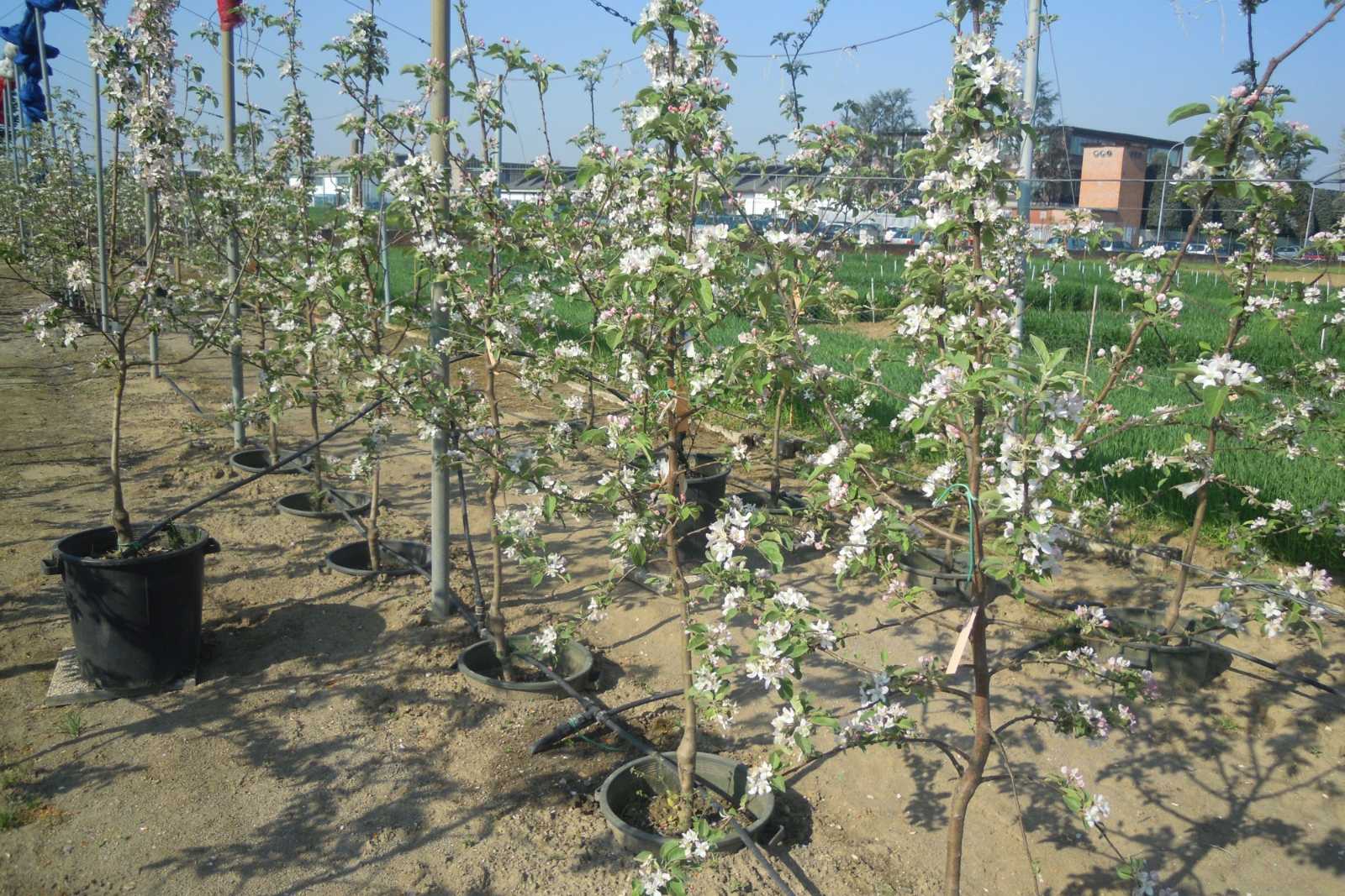 árboles Frutales A Lo Largo De La Cerca Frutos Exóticos Y
