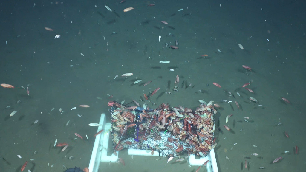 Dulcibella camanchaca: descubren un nuevo depredador oceánico en la ...