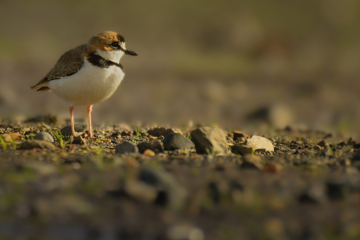 Día Mundial de las Aves Playeras: Conversatorio abordará tenencia ...